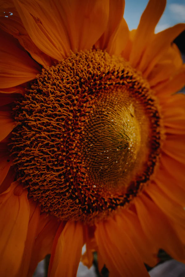 The Magic of Vitamin C – Skin Memory Spa